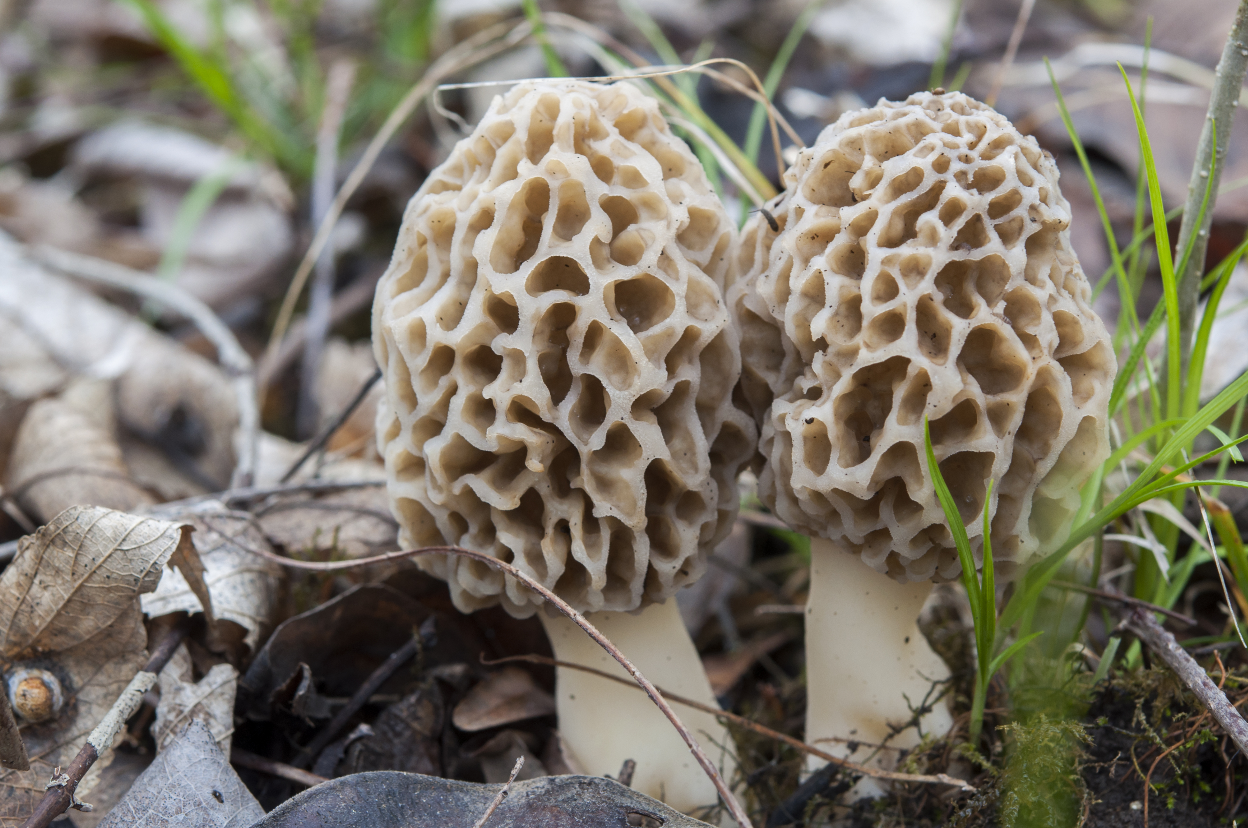 Fishing and foraging for the elusive morel mushroom – Troy Basso Outdoors