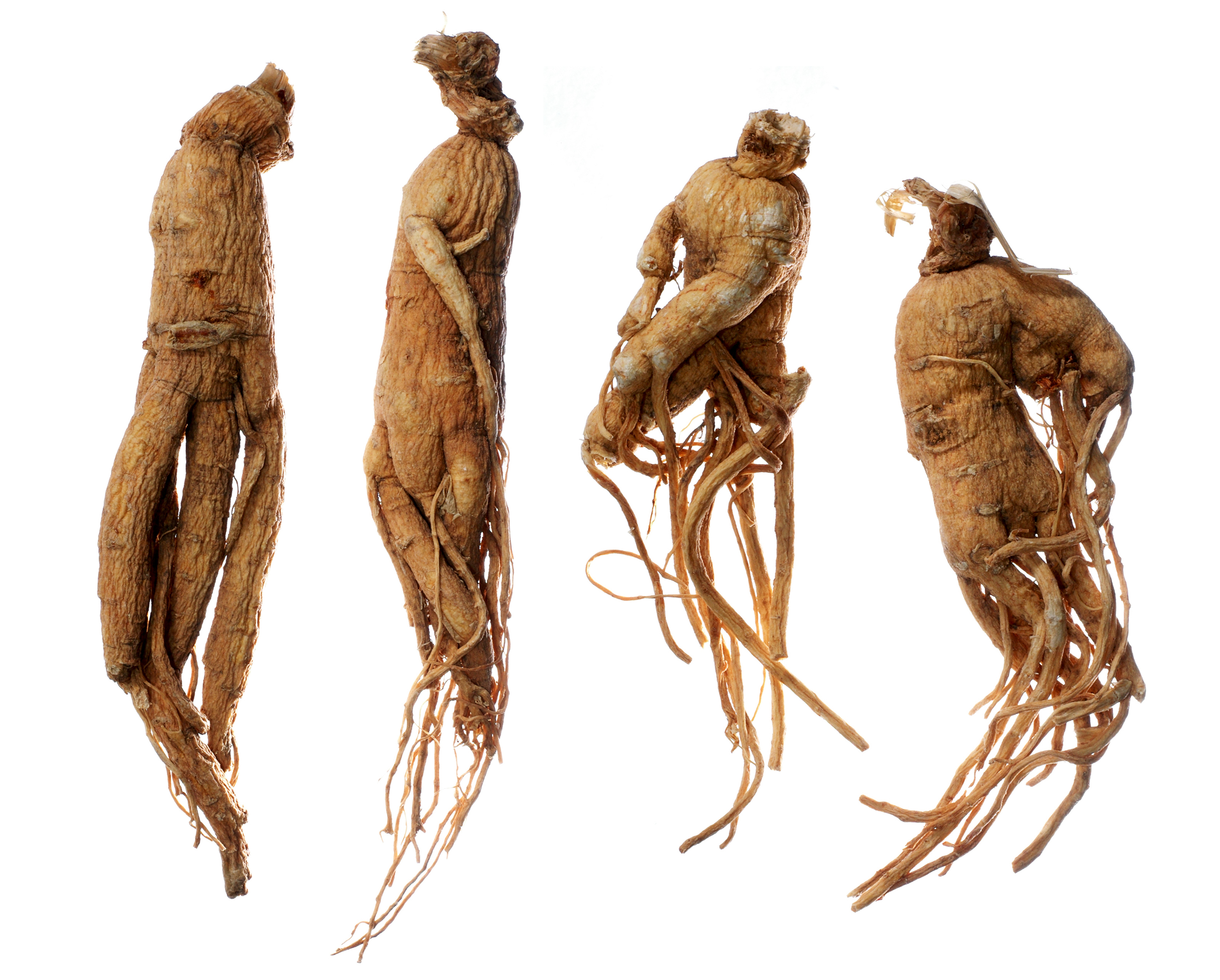 Hunting Wild Ginseng in Tennessee and Kentucky – Troy Basso Outdoors
