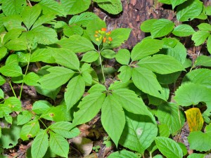 Hunting Wild Ginseng in Tennessee and Kentucky – Troy Basso Outdoors